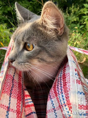 Кот дымчатого окраса