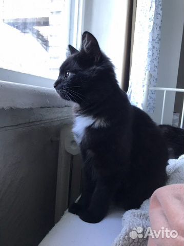Котенок