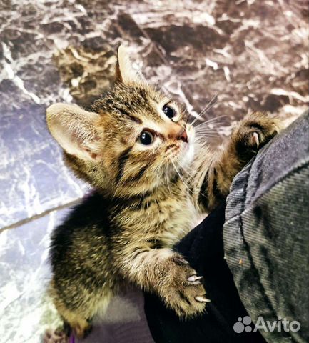 Котенок-мальчик месячный