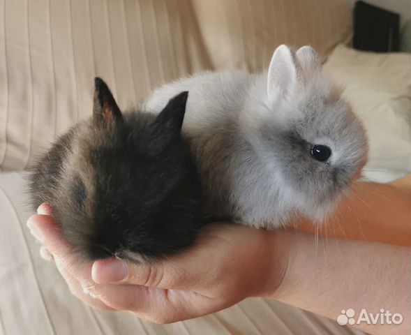 Декоративные крольчата