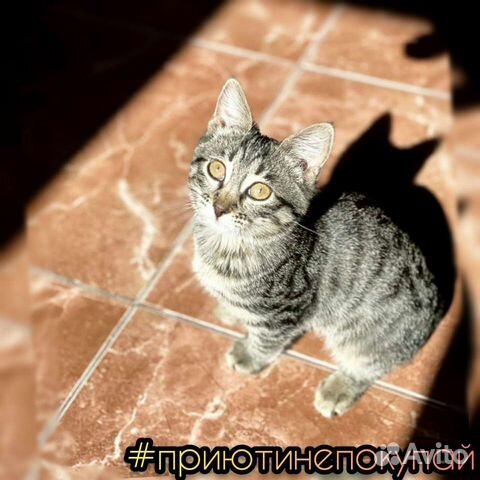 Котёнок, котята малышка в добрые руки