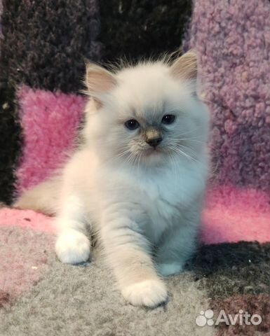 Котята рэгдолл