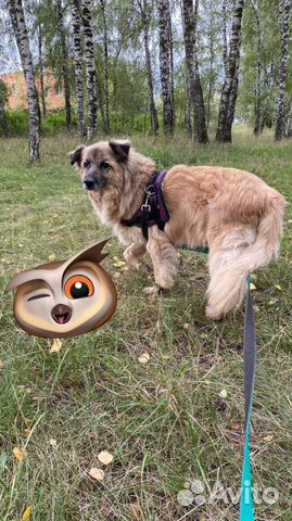 Собака в добрые руки