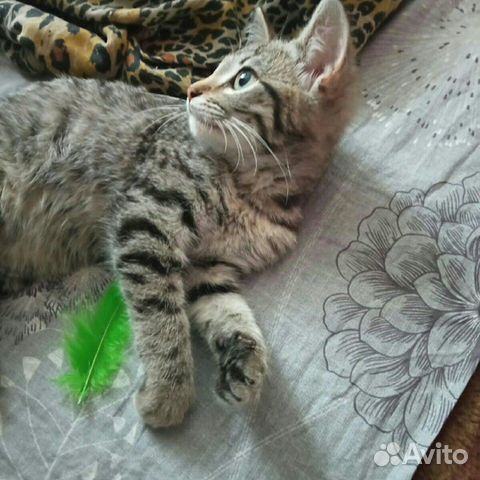 Котёнок Моня (Мона Лиза) ищет своего человека