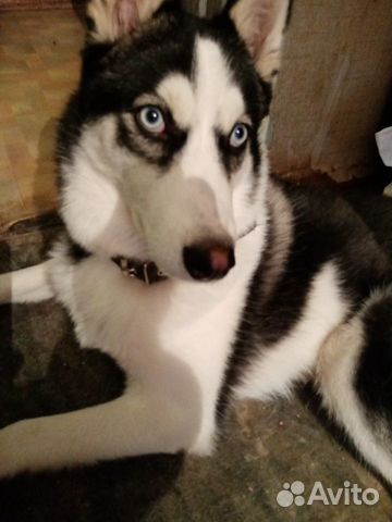 Помесь хаски и якутская лайка