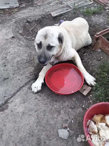 Собака алабай