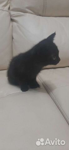 Черный котенок