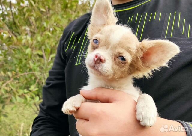 Голубоглазый малыш мерле