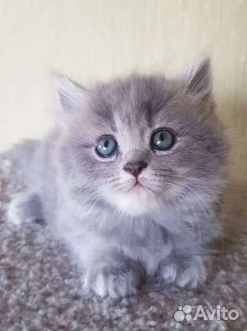 Малыши британцы