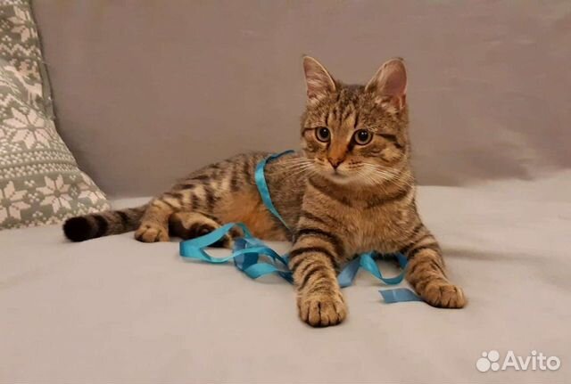 Малыш в добрые руки