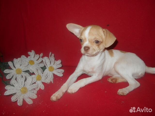 Чишка мальчик