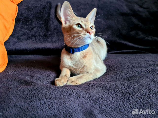 Абиссинский котик