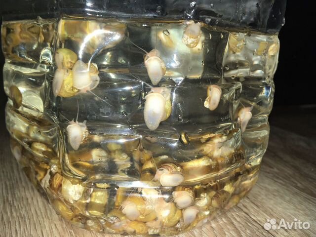 Улитки ампулярии