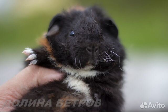 Морская свинка тедди девочка трехцветная