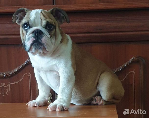 Девочка Английский бульдог