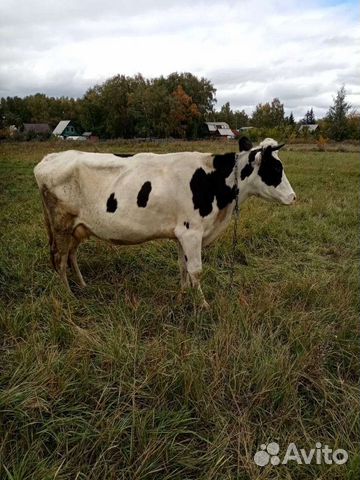 Корова дойная