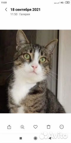 Котик Вася ищет прежних/новых хозяев
