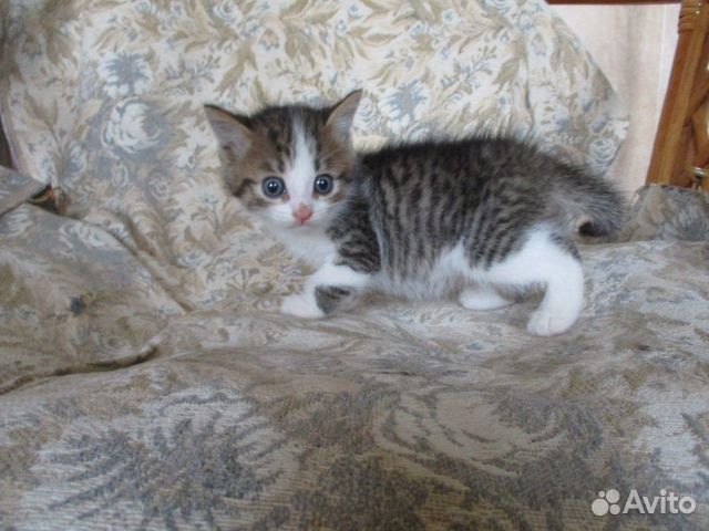 Котятки в хорошие руки бесплатно