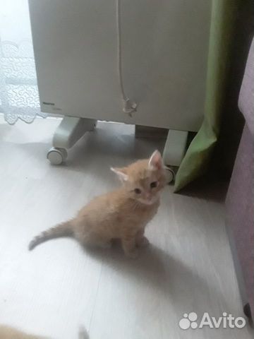Отдам 1,5 - месячных котят