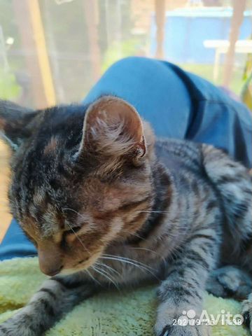Кошка