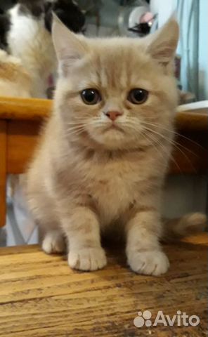 Экзоты солнечных расцветок