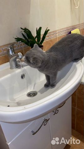 Домашние животные кошки