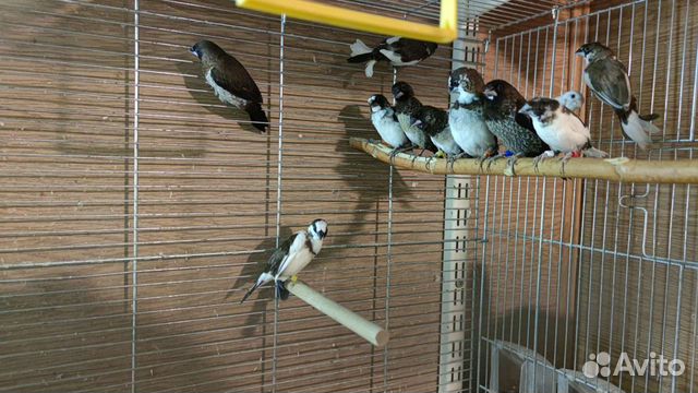 Японские амадины