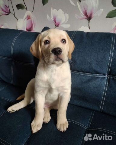 Щенок Лабрадора