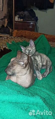 Донской сфинкс котята