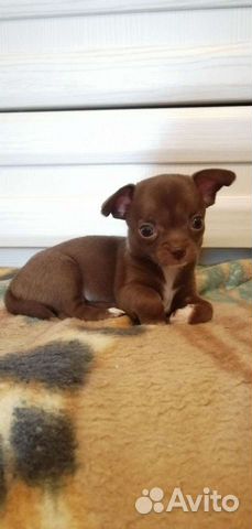 Щенки чихуахуа