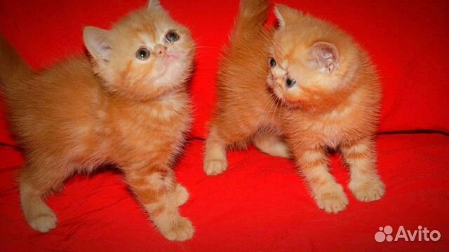 Плюшевые Рыжики Экзоты