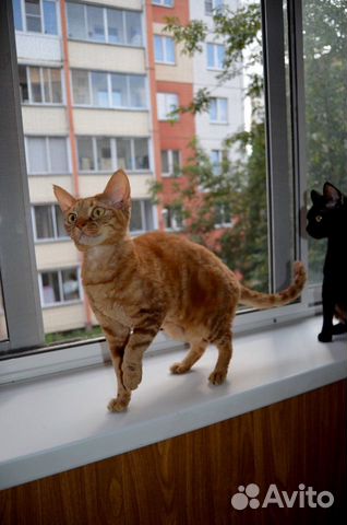 Кошка девон рекс