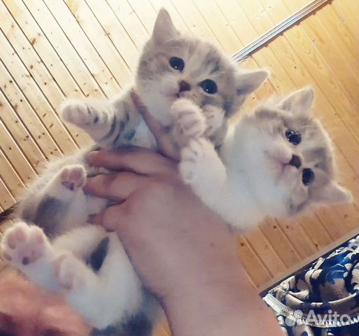 Котята от сибирской кошечки