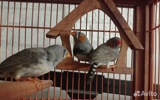 Зебровая амадина подростки