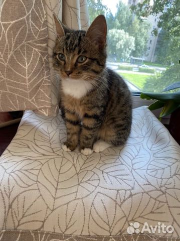 Кошка