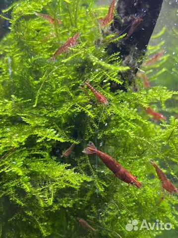 Креветки вишни. Молодняк