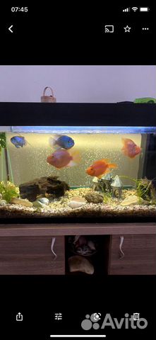 Аквариум juwel c тумбой