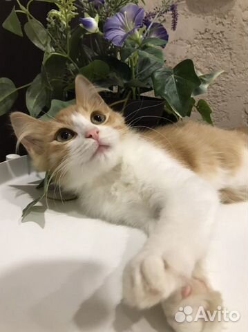 Рыжий котёнок в добрые ручки