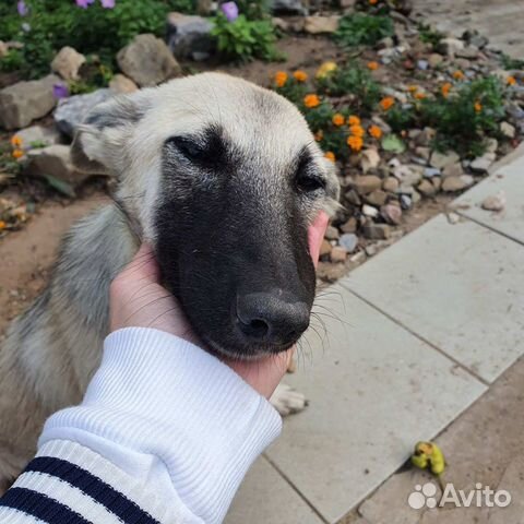 Собака в добрые руки. Щенок девочка хорошая охрана