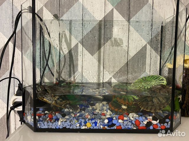Черепахи с аквариумом