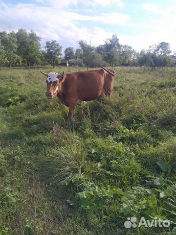 Корова дойная,с телёнком
