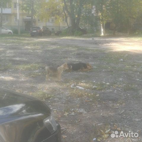 Щенок малой породы железнодорожный район