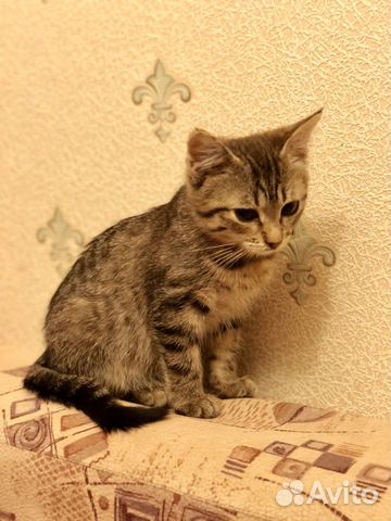 Котенок