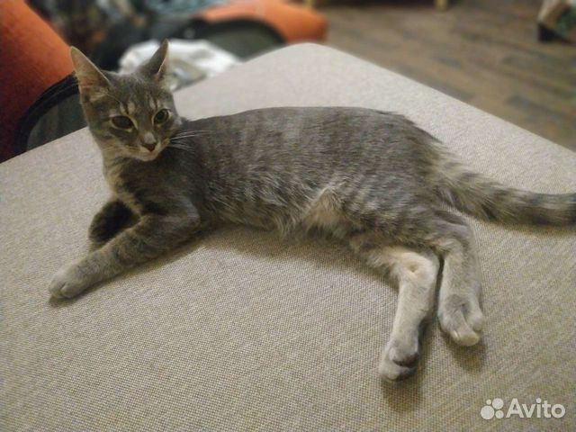 Серый котенок 6 месяцев