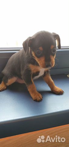 Метис цвергпинчер