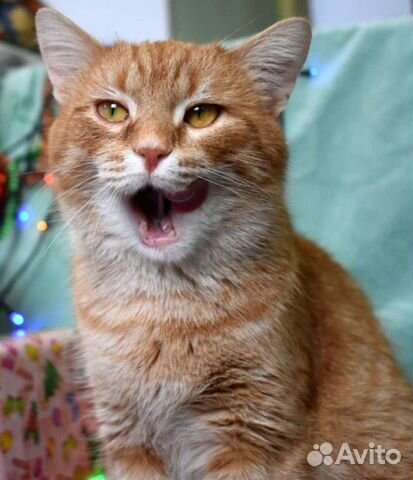 Очаровательный Лёва,возраст 1 год