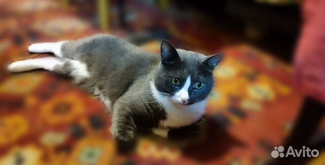 Кошечка Кнопа,6 лет, в добрые руки