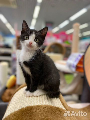 Фунтик в добрые руки