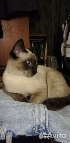 Сиамский кот 6 месяцев