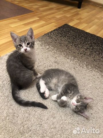 Котята бомбейской кошки